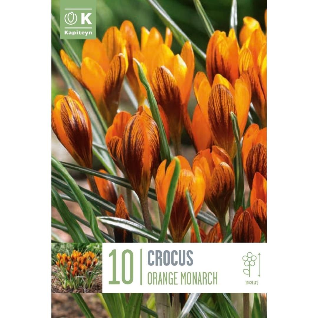Crocus Orange Monarch Bulbs – The Garden House